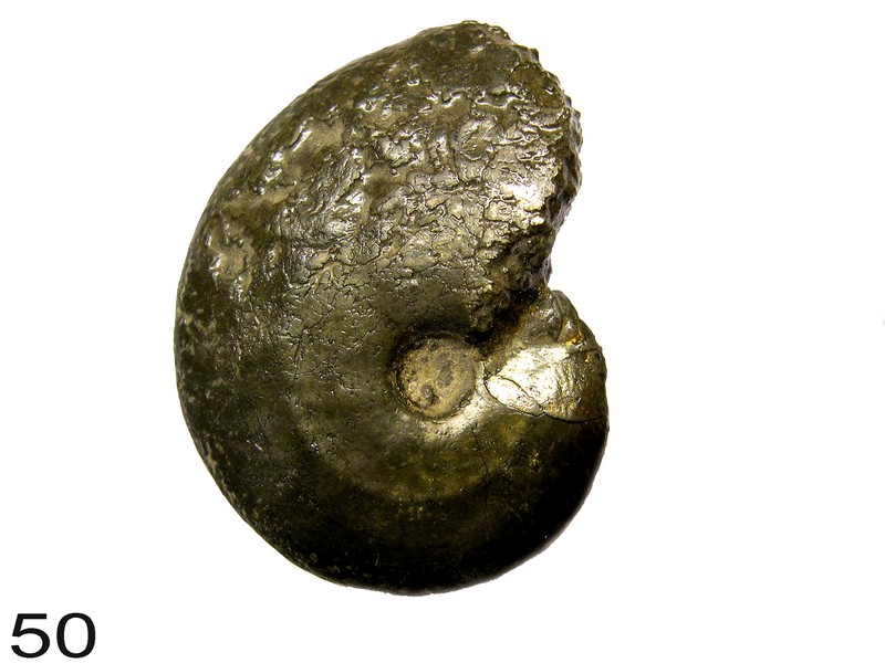 Galerie grandes photos : Ochetoceras caniculatum